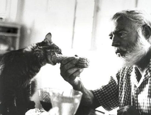 Gatos com polidactilia: a grande paixão de Hemingway - Love Pet