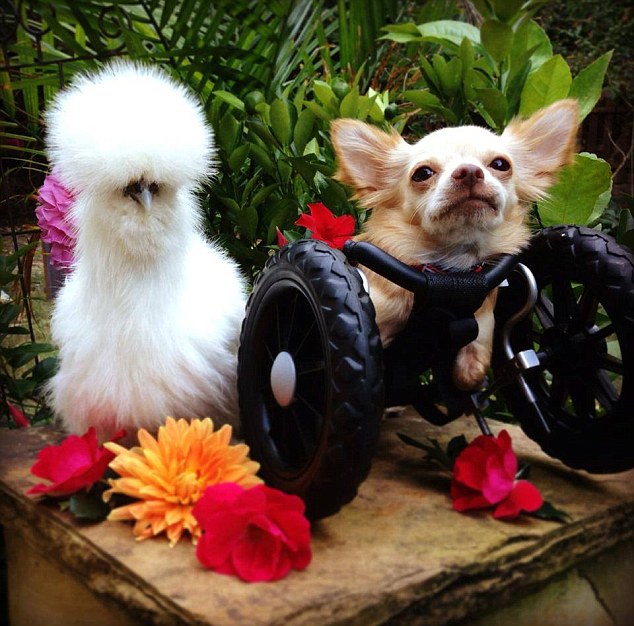 Chihuahua amputado e frango viram melhores amigos - Love Pet